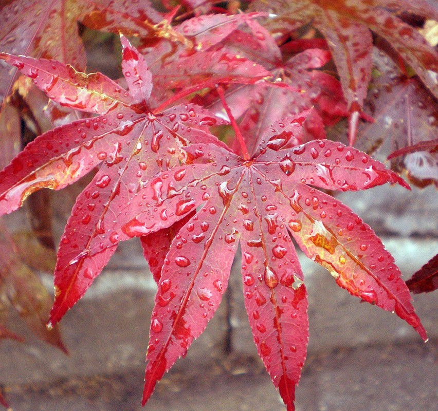 Hoja De Arce Rojo
