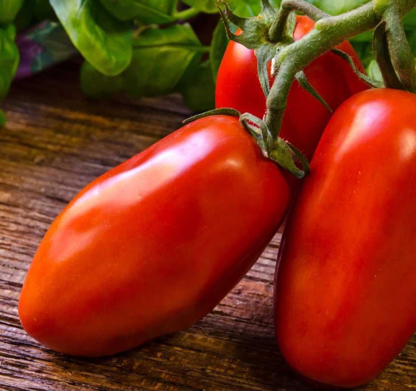 Tomate San Marzano Gigante 2 Bio - Semillas Ecológicas Hortícolas